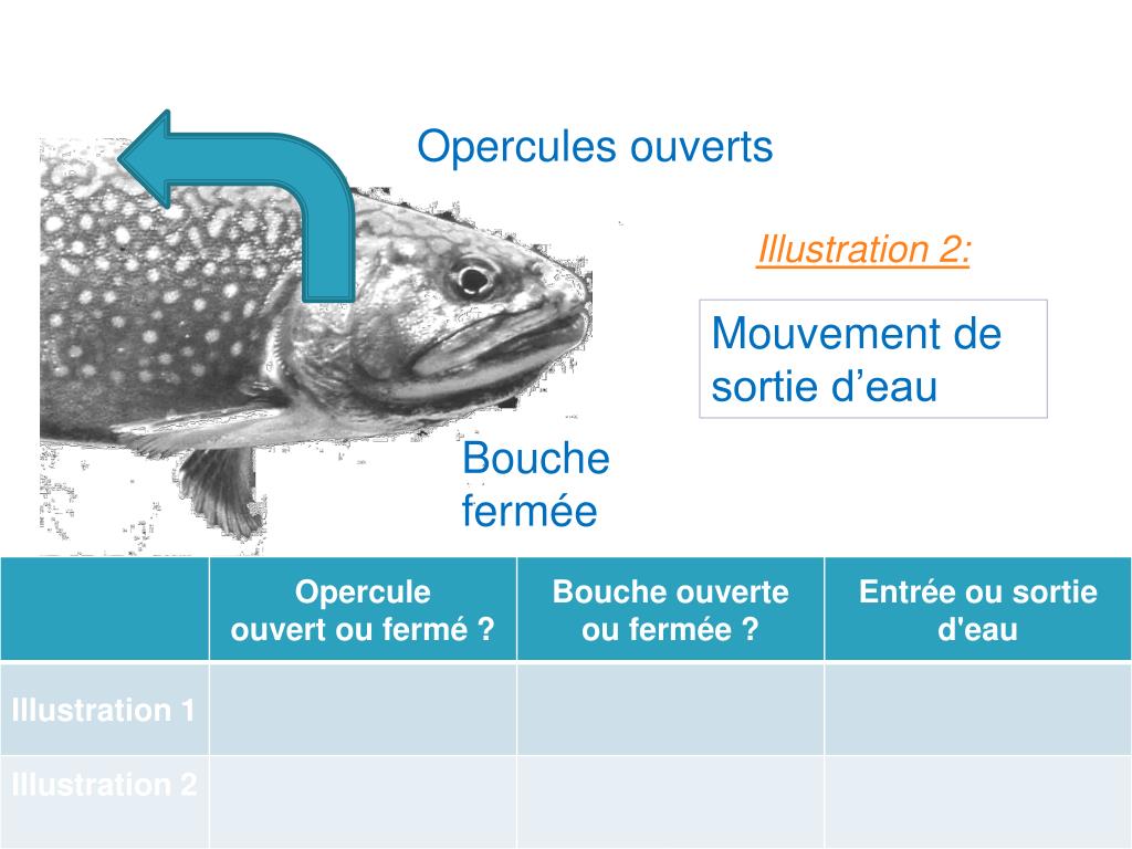 PPT - La respiration des poissons en milieu aquatique PowerPoint ...