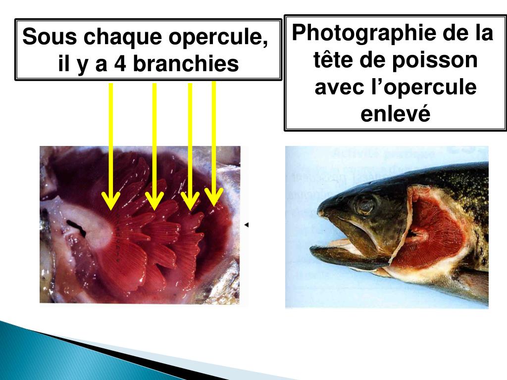 PPT - La respiration des poissons en milieu aquatique PowerPoint ...