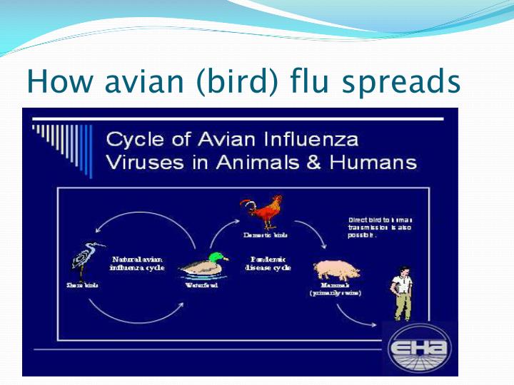 PPT - Microbes and how they affect us PowerPoint Presentation - ID:2005499