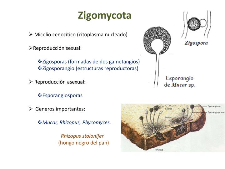 PPT - HONGOS Dra. Yenizey Merit Alvarez C. PowerPoint Presentation - ID ...