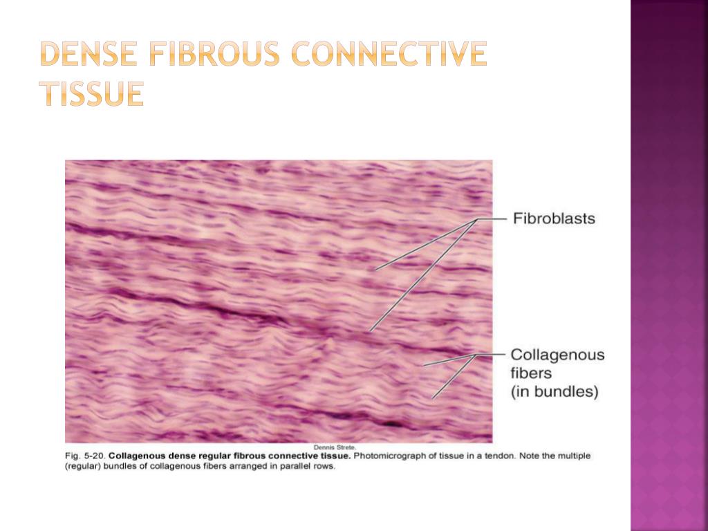 PPT - Tissue and Membranes ST110 Concorde Career College PowerPoint ...