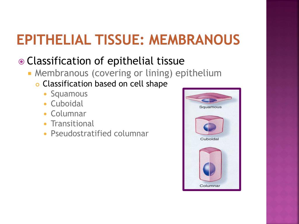 PPT - Tissue and Membranes ST110 Concorde Career College PowerPoint ...
