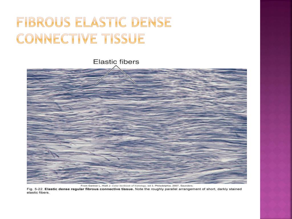 PPT - Tissue and Membranes ST110 Concorde Career College PowerPoint ...