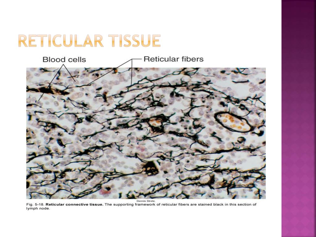 PPT - Tissue and Membranes ST110 Concorde Career College PowerPoint ...