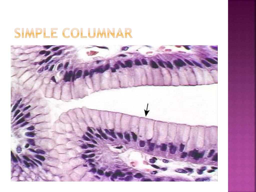 PPT - Tissue and Membranes ST110 Concorde Career College PowerPoint ...