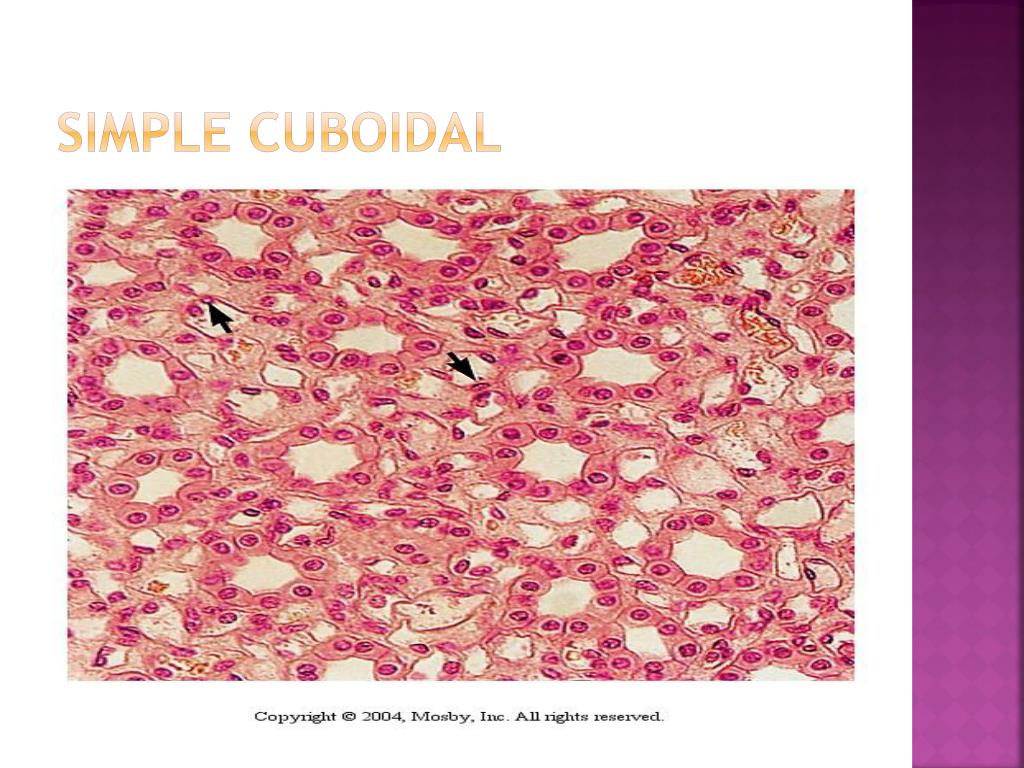 PPT - Tissue and Membranes ST110 Concorde Career College PowerPoint ...