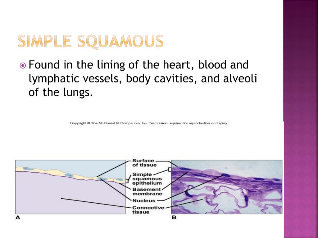 PPT - Tissue and Membranes ST110 Concorde Career College PowerPoint ...