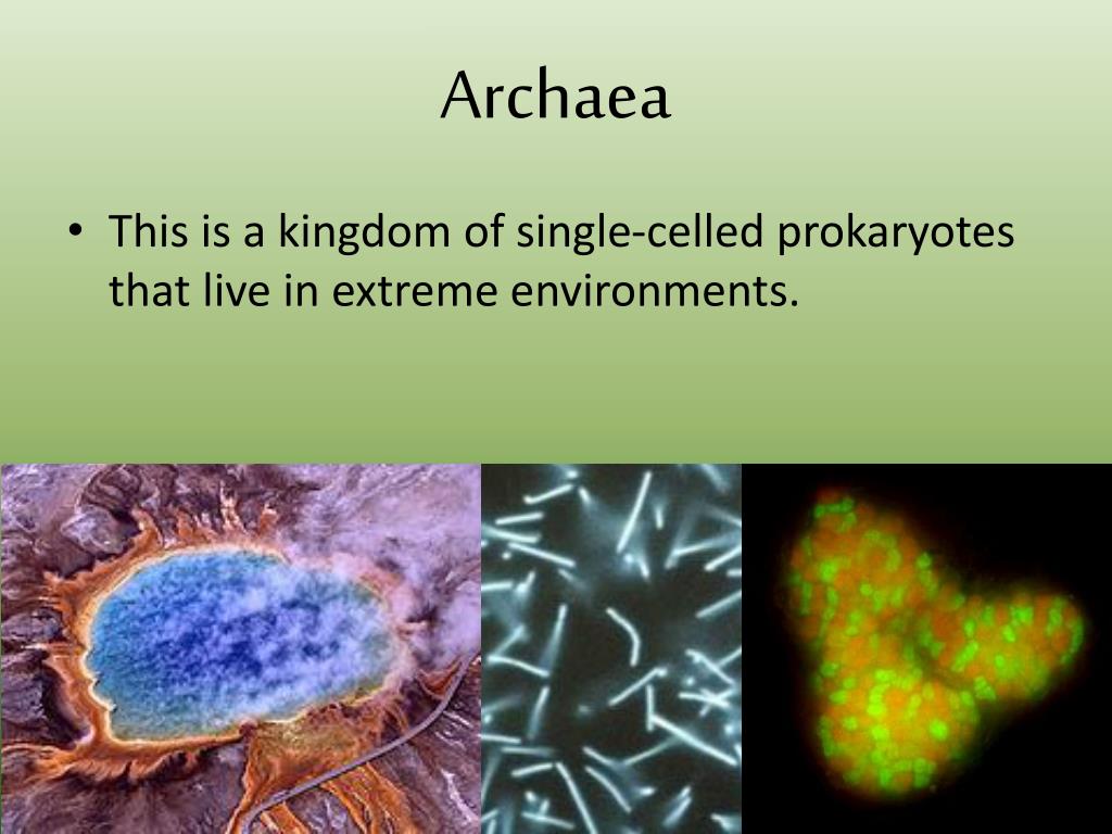PPT - The Six Kingdoms of Life PowerPoint Presentation, free download ...
