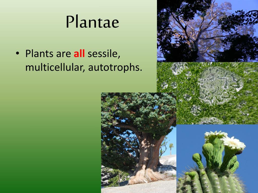 PPT - The Six Kingdoms of Life PowerPoint Presentation, free download ...