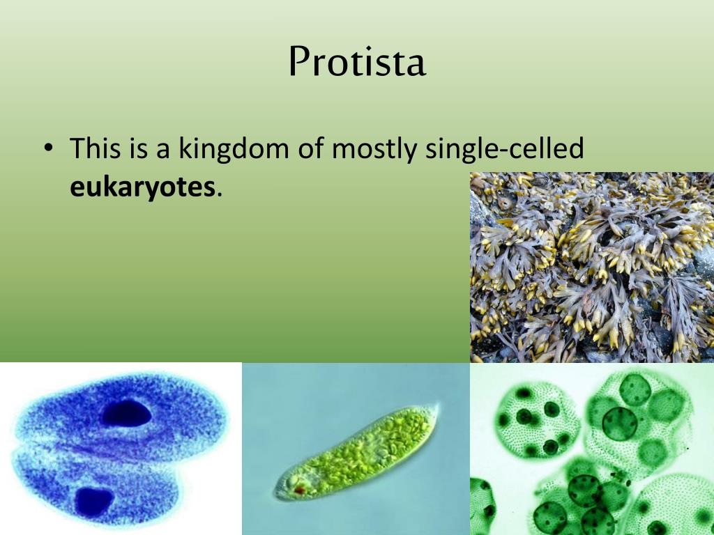 PPT - The Six Kingdoms of Life PowerPoint Presentation, free download ...