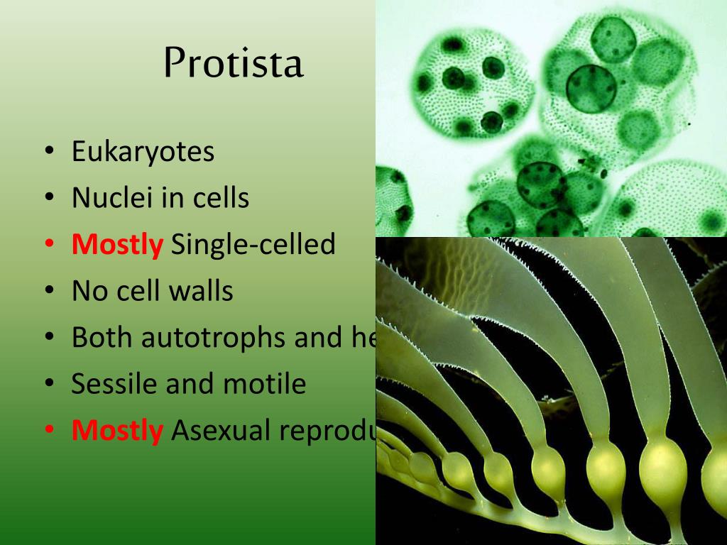 PPT - The Six Kingdoms of Life PowerPoint Presentation, free download ...