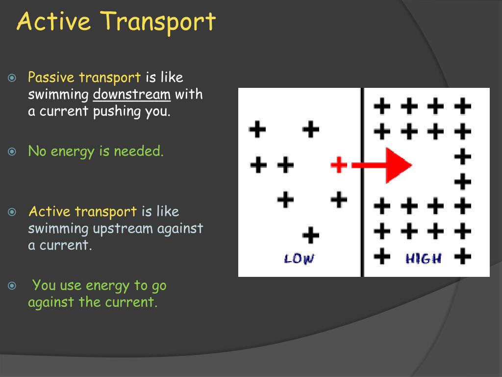PPT - Biology 4.2 Active Transport PowerPoint Presentation, free ...