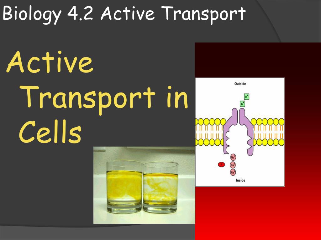 PPT - Biology 4.2 Active Transport PowerPoint Presentation, free ...