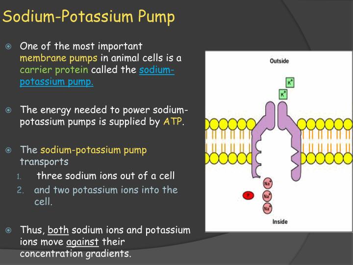 PPT - Biology 4.2 Active Transport PowerPoint Presentation - ID:2007298