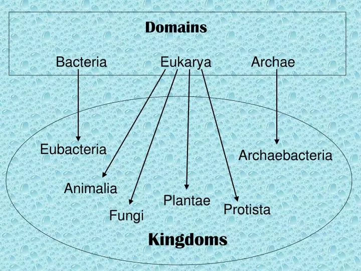 PPT - Bacteria Eukarya Archae PowerPoint Presentation, free download ...