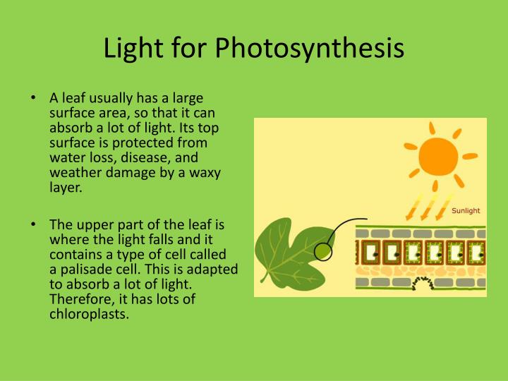 PPT - Photosynthesis and Respiration PowerPoint Presentation - ID:2007548