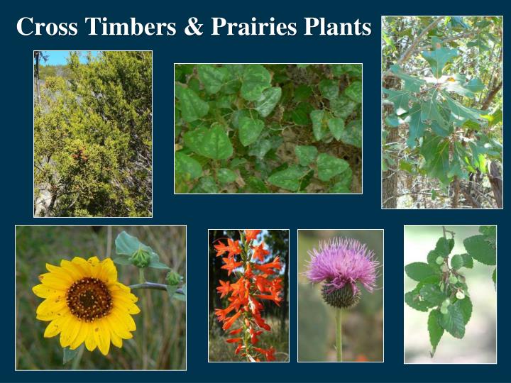 PPT - Texas Ecoregions PowerPoint Presentation - ID:2007677