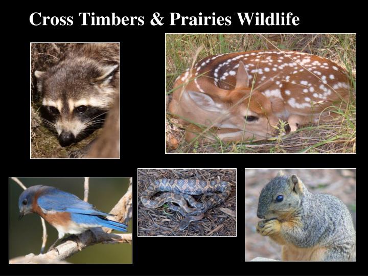 PPT - Texas Ecoregions PowerPoint Presentation - ID:2007677