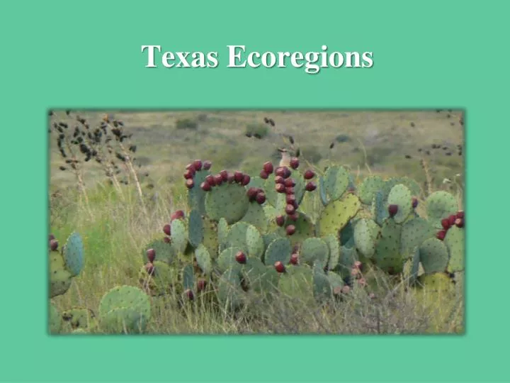 PPT - Texas Ecoregions PowerPoint Presentation, free download - ID:2007677