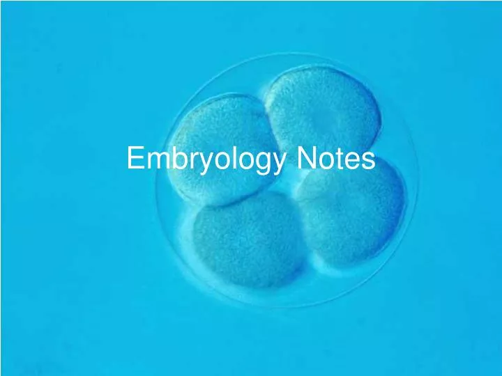 PPT - Embryology Notes PowerPoint Presentation, free download - ID:2007717