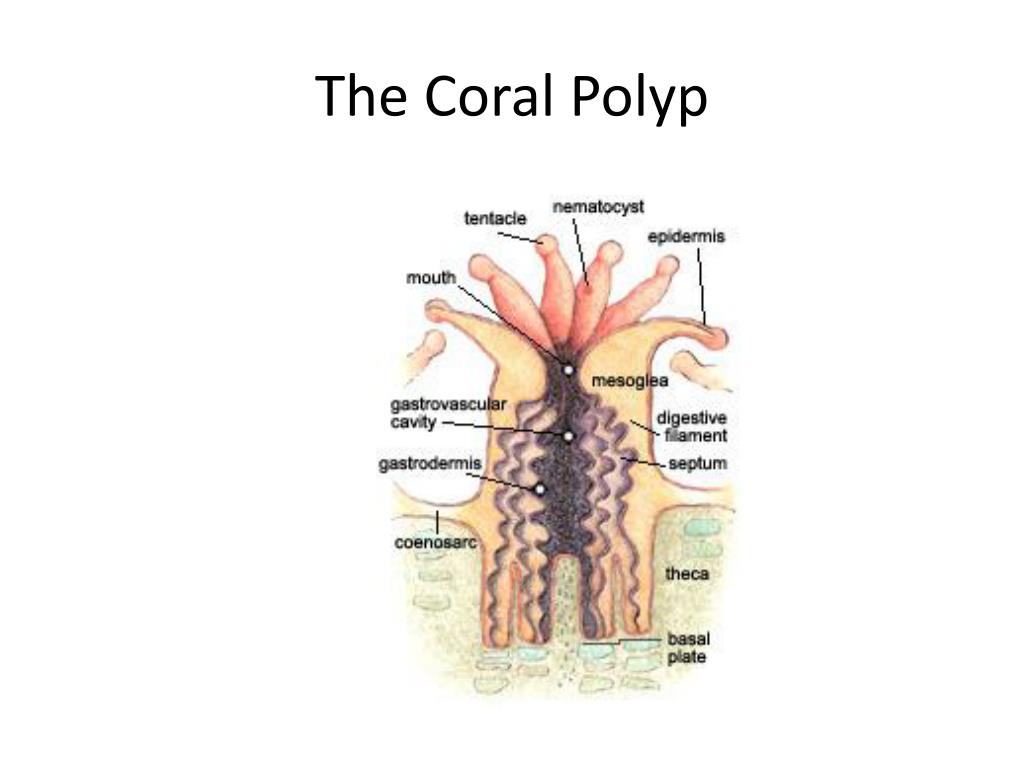 PPT - Cnidarians : Stingers and Reef Builders PowerPoint Presentation ...