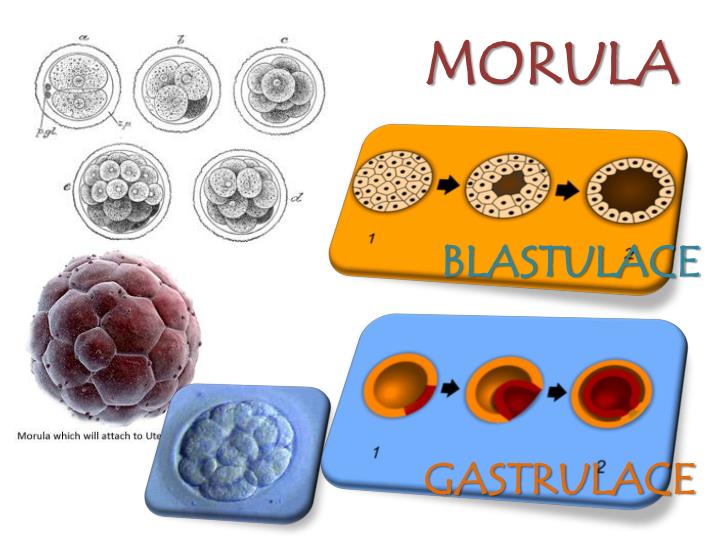 PPT - VZNIK MNOHOBUNĚČNOSTI PowerPoint Presentation - ID:2008105