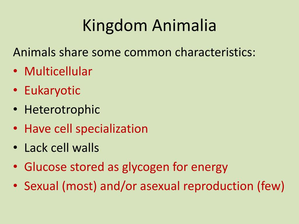 PPT - Kingdom Animalia The Invertebrates (95%) PowerPoint Presentation ...