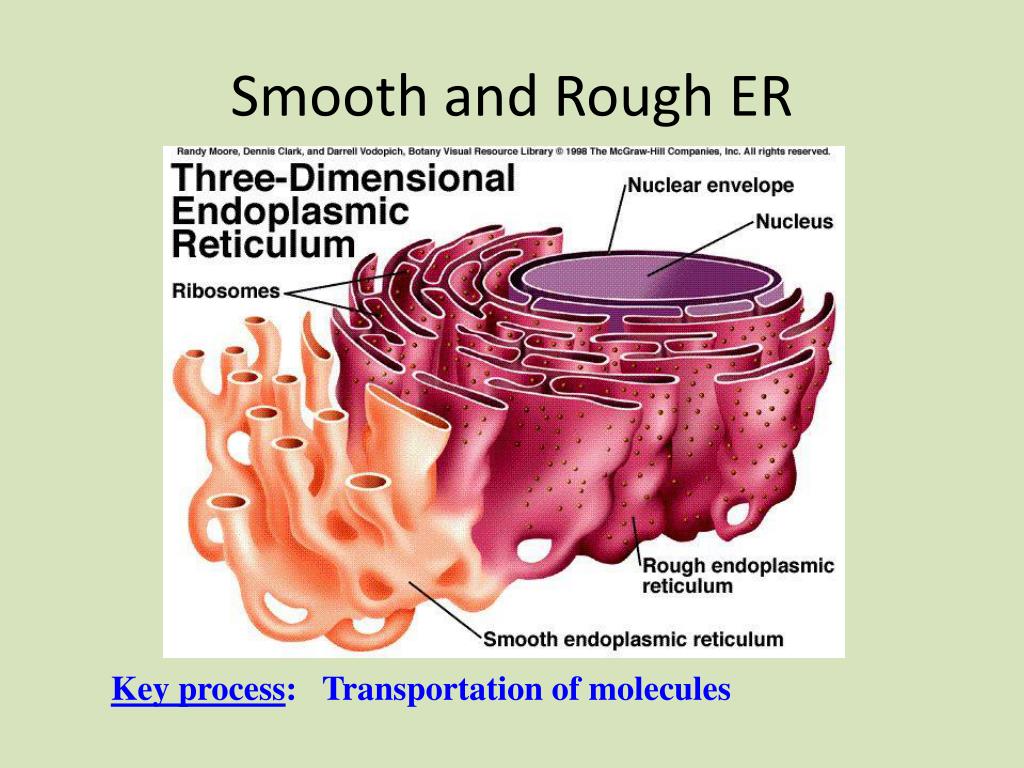 PPT - Kingdom Animalia The Invertebrates (95%) PowerPoint Presentation ...