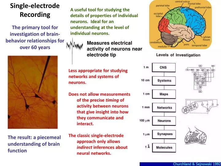 PPT - Measures electrical activity of neurons near electrode tip ...