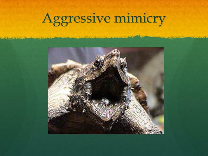 PPT - Mimicry and camouflage PowerPoint Presentation - ID:2008512