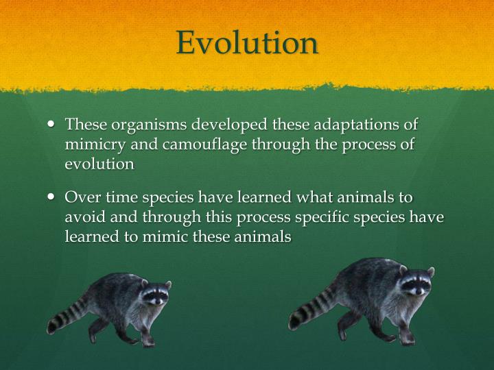 PPT - Mimicry and camouflage PowerPoint Presentation - ID:2008512