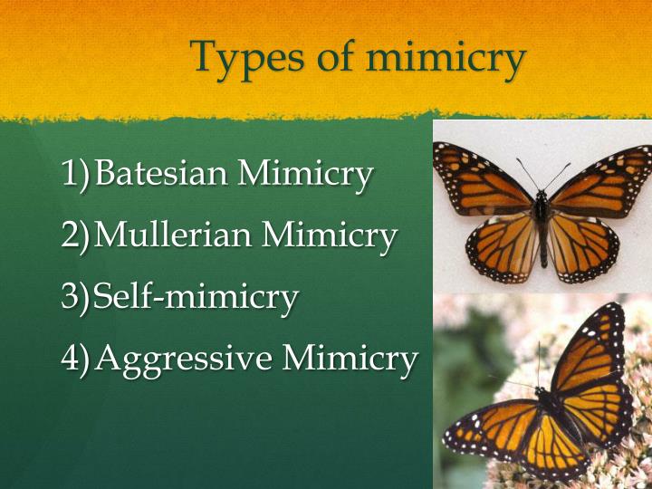 PPT - Mimicry and camouflage PowerPoint Presentation - ID:2008512