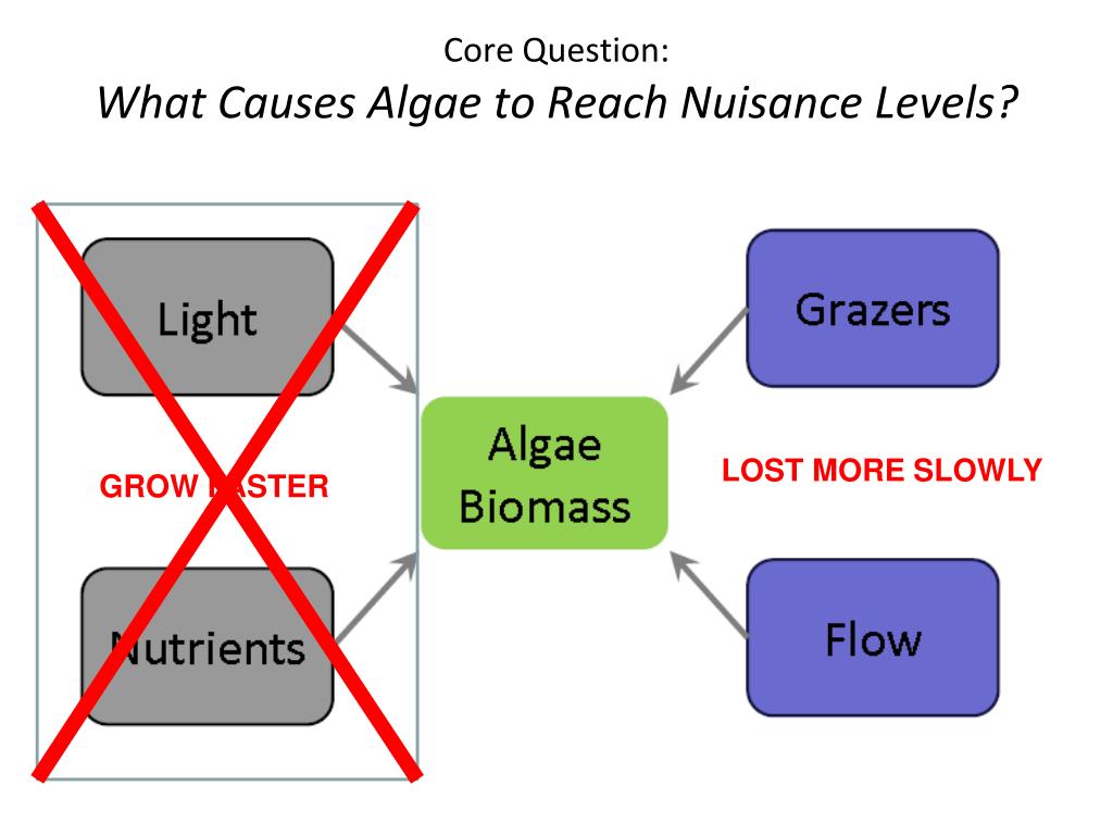 PPT - Eutrophication and Algal Proliferation in Florida’s Springs ...