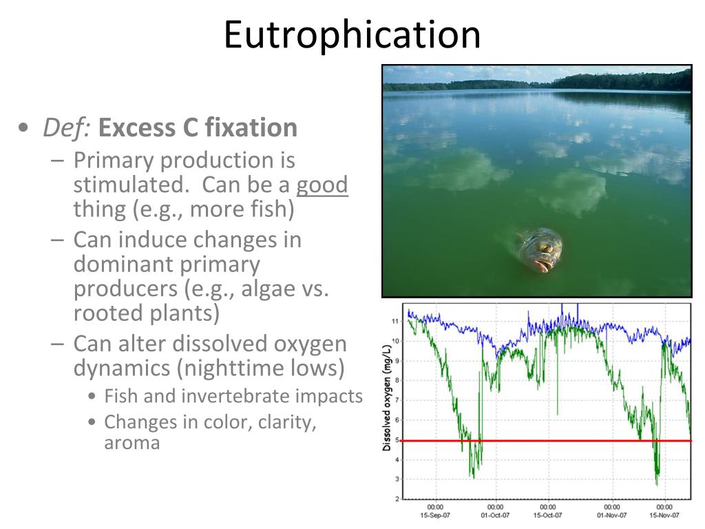 PPT - Eutrophication and Algal Proliferation in Florida’s Springs ...