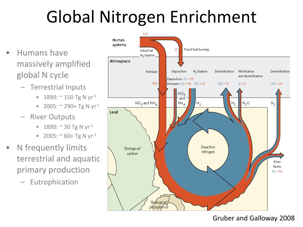 PPT - Eutrophication and Algal Proliferation in Florida’s Springs ...