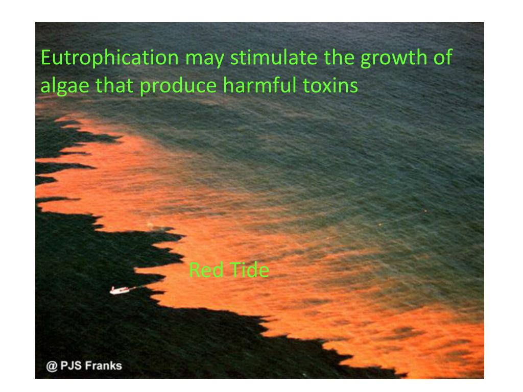 PPT - Eutrophication and Algal Proliferation in Florida’s Springs ...