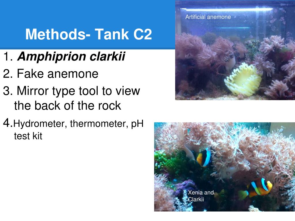 PPT - Reproduction of the Amphiprion ocellaris clownfish vs Amphiprion ...