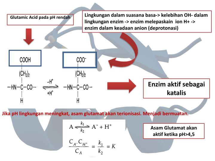 PPT - REAKSI ENZIM DENGAN KINETIKA SEDERHANA PowerPoint Presentation ...