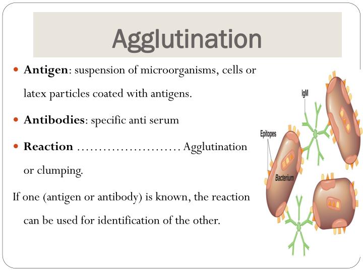 PPT - Antigen-antibody reaction PowerPoint Presentation - ID:2009901