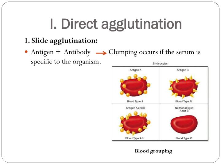 PPT - Antigen-antibody reaction PowerPoint Presentation - ID:2009901