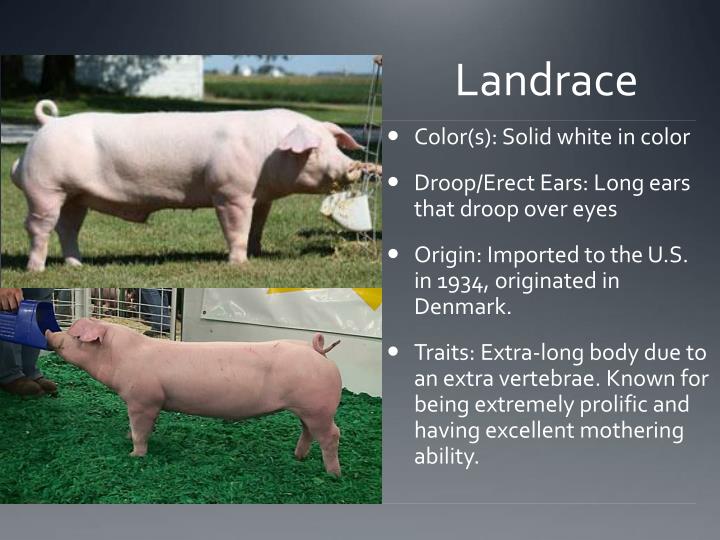 PPT - Breeds of Swine PowerPoint Presentation - ID:2009989