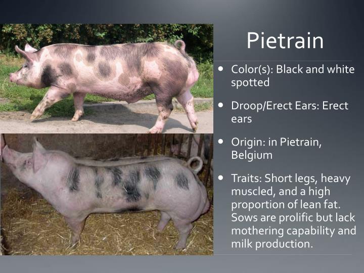 PPT - Breeds of Swine PowerPoint Presentation - ID:2009989