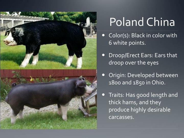 PPT - Breeds of Swine PowerPoint Presentation - ID:2009989
