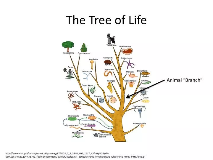 PPT - The Tree of Life PowerPoint Presentation, free download - ID:2010113