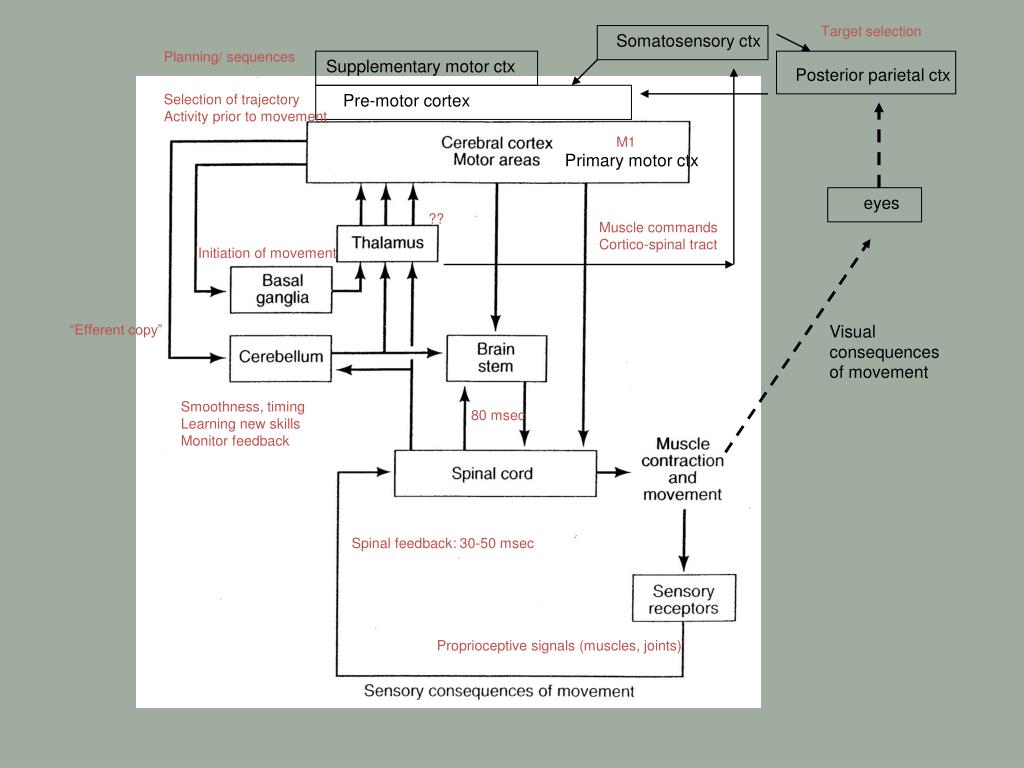 PPT - O rganization of motor system Muscles Spinal reflexes Squire Ch ...