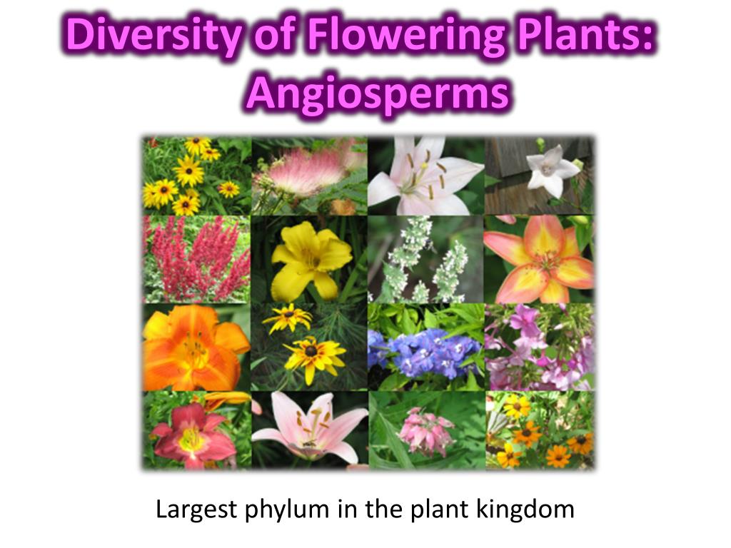 PPT - Diversity of Flowering Plants: Angiosperms PowerPoint ...