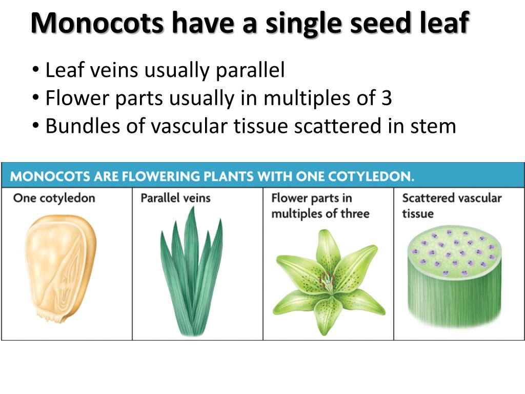 PPT - Diversity of Flowering Plants: Angiosperms PowerPoint ...