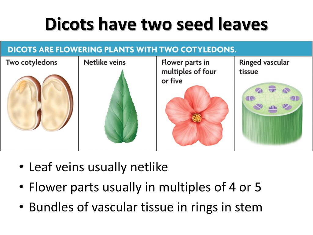 PPT - Diversity of Flowering Plants: Angiosperms PowerPoint ...