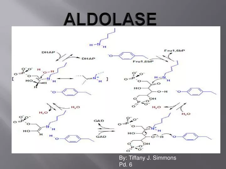 PPT - ALDOLASE PowerPoint Presentation, free download - ID:2010759