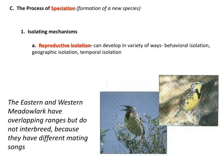 PPT - Evolution: Speciation PowerPoint Presentation - ID:2011155